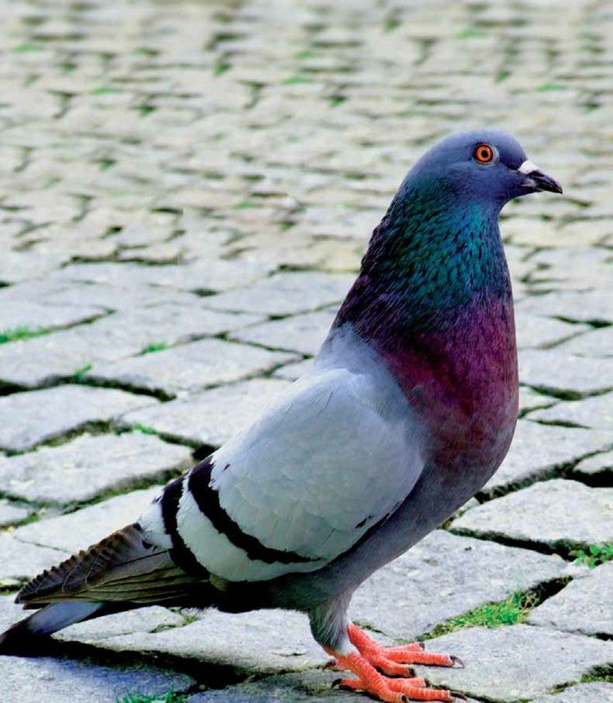 Cuidado y crianza de palomas — Ludogarden